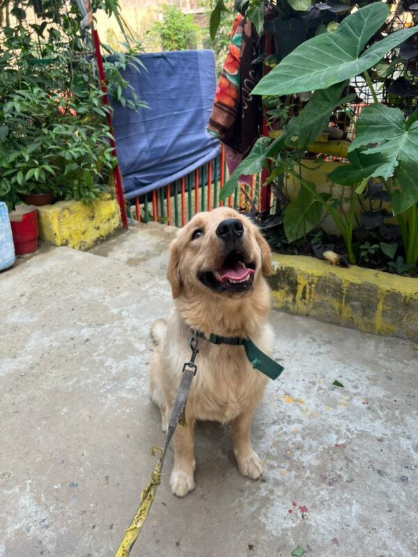 Dog Boarding During Long Weekends in Gurgaon - MS Dog Training and ...