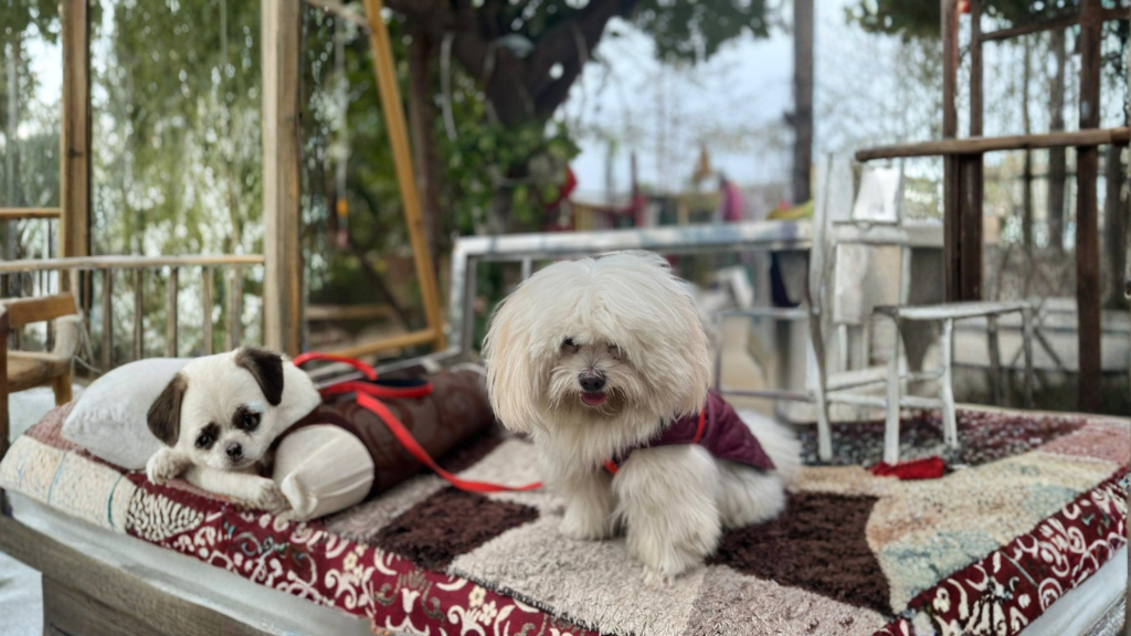 Dog Boarding During Long Weekends in Gurgaon - MS Dog Training and ...